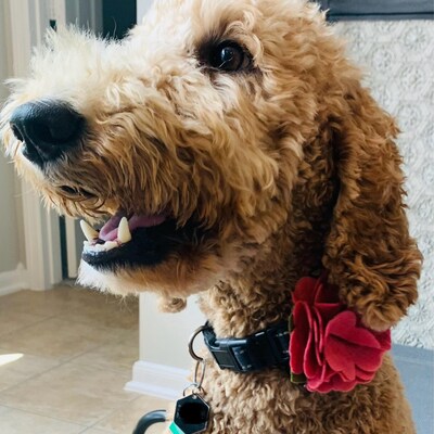 Rifle Paper Co Print Dog Collars 9 Cute Floral Trendy Patterns No ...