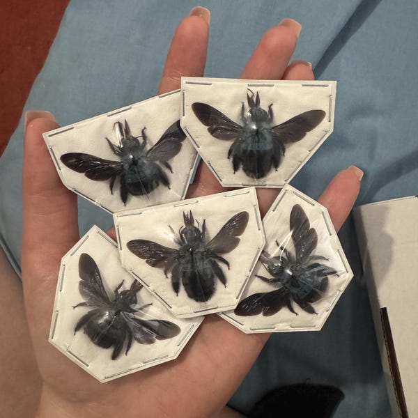 Genuine Giant Wasp (megascolia Velutina Ducalis) A1 Iridescent Purple ...