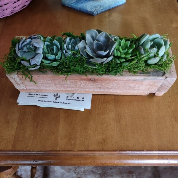 Small Office Desk Succulent Arrangement, Live Succulents, Gift for Her ...