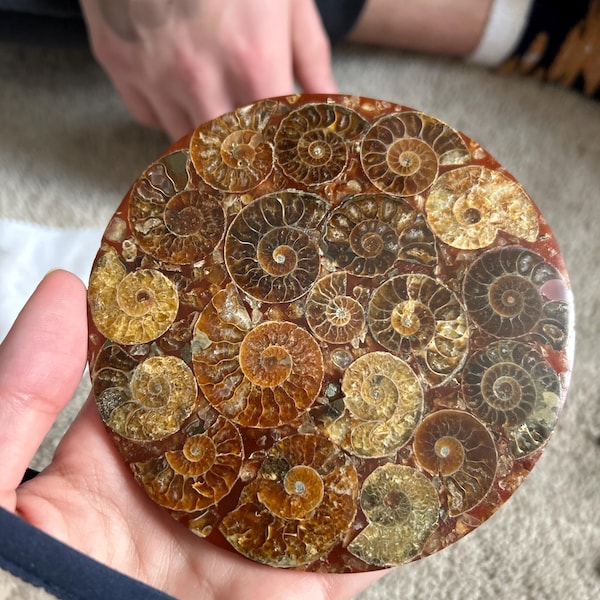 100G+ Natural Ammonite Fossil Shell Plate Disk +free Stand，conch，home ...