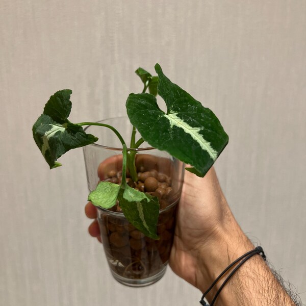 Live Angel Wing Begonia medora Starter Plant USA SELLER - Etsy