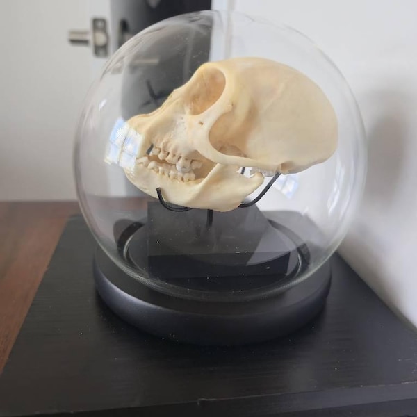 Center Post Base- Display Stand for Shells and Other Hollow Objects- 5 ...