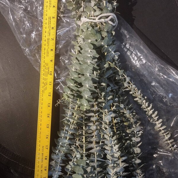 Fresh Eucalyptus Shower Bundle, Eucalyptus Shower Bundle, Indoor ...