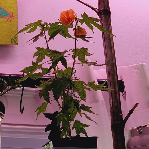 Spotted Flowering Maple, Also Called Painted Abutilon and Parlor Maple ...