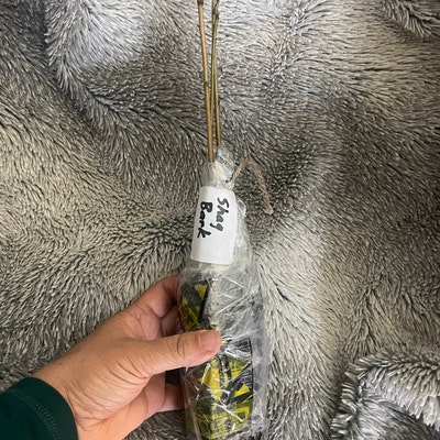 Roemers Fescue festuca Roemeri .5 Gram, 500 Seeds - Etsy