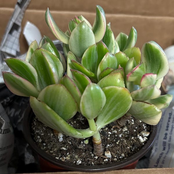 Echeveria Ruby Kissed Succulent, Rare Succulent, Colorful Succulents - Etsy