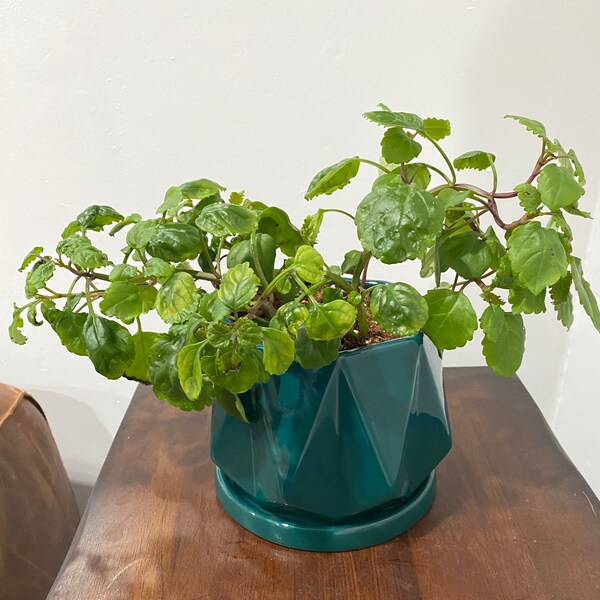 Bare-root Wild Ginger Plants - Etsy
