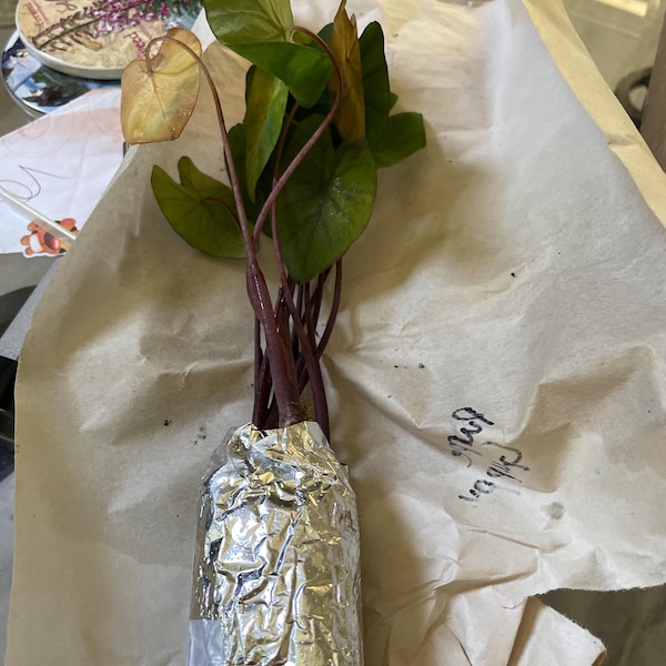 LIVE Pacay Icecream Bean Tree 'inga Feuillei' Rooted in a Small Pot ...