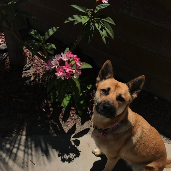 24 Penny Ante Question Trivia Cards | Penny Ante Game Questions ...