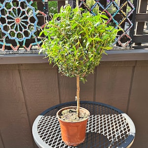 Myrtle Topiary Tree Live Bonsai Tree Houseplant for Christmas ...