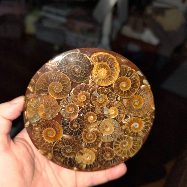 100G+ Natural Ammonite Fossil Shell Plate Disk +free Stand，conch，home ...