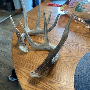 Large Deer Antler. Whole Deer Antler. Craft Antler. Grade A Antler. One ...