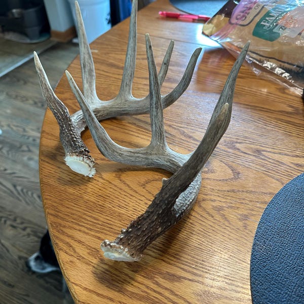 2 Pack Deer Antler. Whole Deer Antler. Craft Grade. Grade A Antlers ...