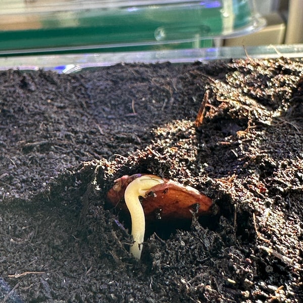 100 japanische Quittensamen. 100 frische Samen Chaenomeles japonica ...