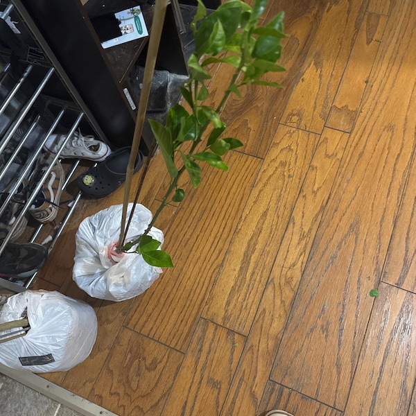 Grafted Dwarf CARA CARA Navel Orange Citrus Tree 2-3ft Tall. We Ship to ...