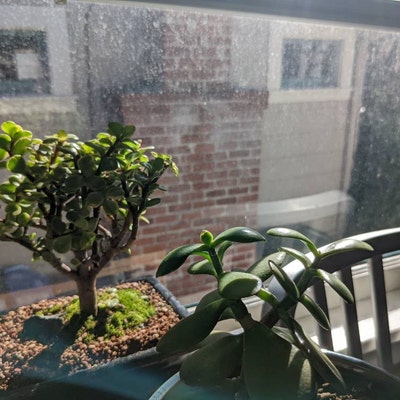 Indoor Bonsai Variegated Mini Jade Broom Style 5 Years Old - Etsy