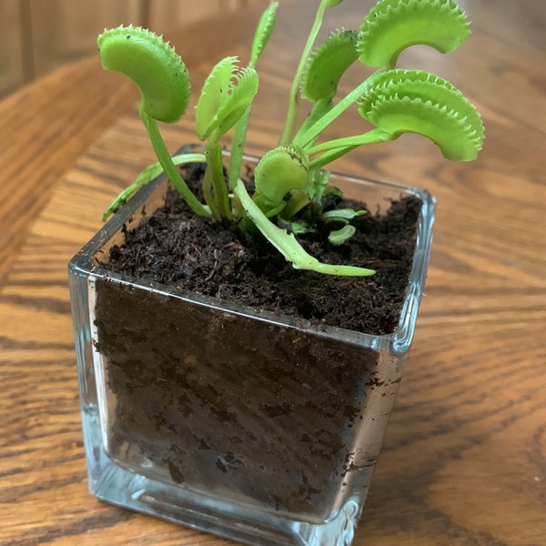 Live Venus Flytrap Plant Kit in 4.5 Terrarium Carnivorous Plant Food ...