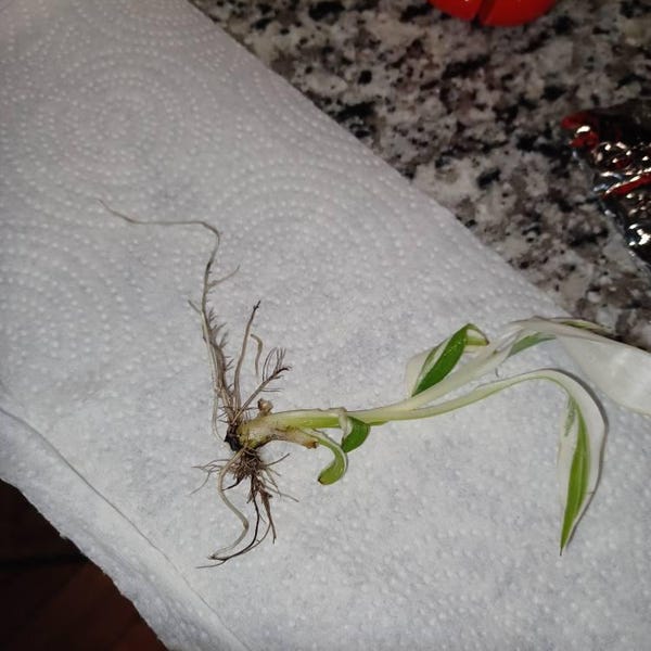 Phalaenopsis OX Little Beauty 2.5" *preorder* (5463P:G) - Etsy