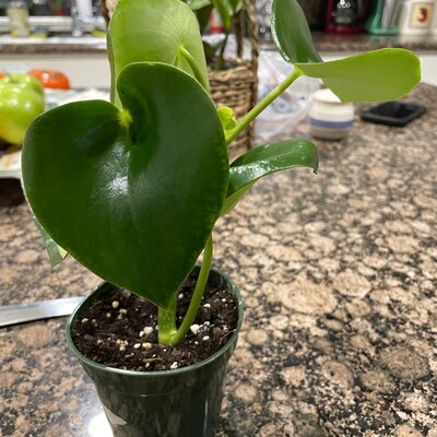 Peperomia Polybotrya Peperomia Raindrop Live Plant Rare - Etsy