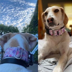 Fable Floral Purple Dog Collar Martingale Dog Collar Clip - Etsy