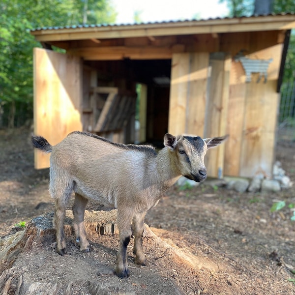 Corrugated Tin Goat / Rustic Farm Decor / Metal Goat - Etsy