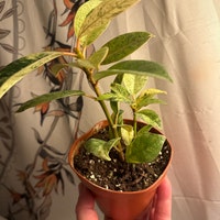 Syngonium Chiapense 'frosted Heart' 3 Leaf 2 From Myplants - Etsy