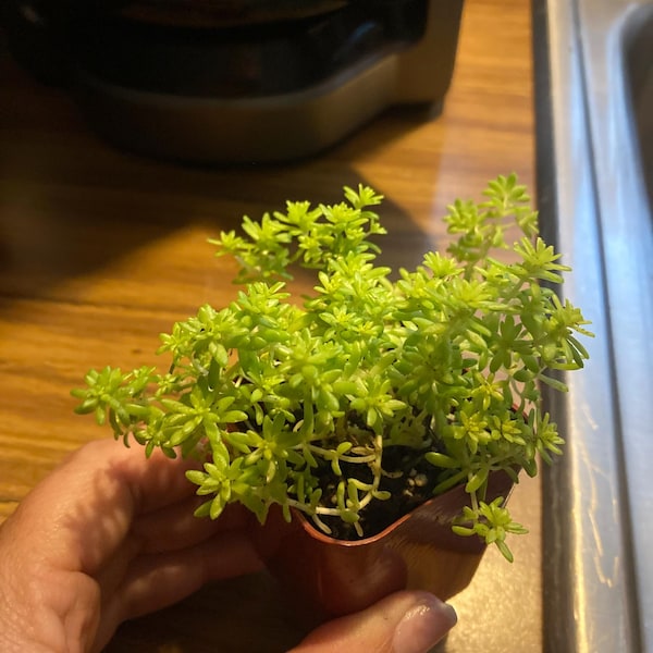 Sedum Tokyo Sun, Yellow Stonecrop, Rare Succulent, Live Plant in 2", 4 ...