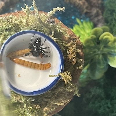 Jumping Spider Enclosure 5x5x9 Spider House, Spider Tank, Spider ...