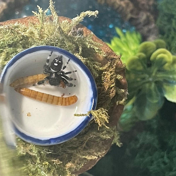 Jumping Spider Food Dish, Jumping Spider Enclosure , Accessories for ...