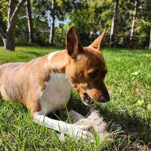 4 Dog Sled Line - Etsy