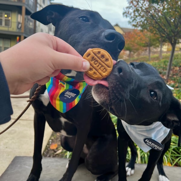 Mini Dog Signature Dog Treats 15 in a Bag Personalized Dog Treats ...