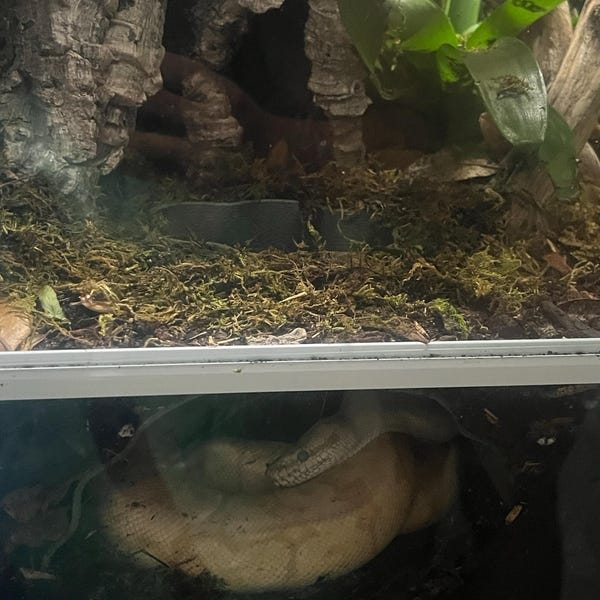 Tidal Cave Nature Inspired Terrarium Aquarium for Shrimps, Fish, and ...