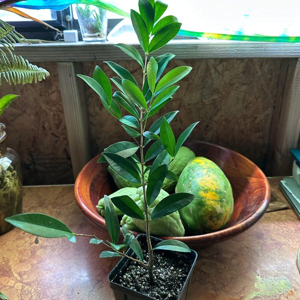 LIVE Pacay Icecream Bean Tree 'inga Feuillei' Rooted in a Small Pot ...
