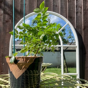 Organic Emperor Lychee Live Plant Litchi Chinensis 1 Live - Etsy UK