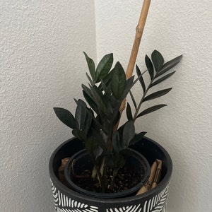 Black ZZ Raven Nova Star Plant Live Easy Care Houseplant Zamioculcas ...