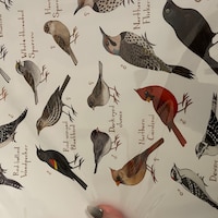 Alberta Backyard Birds Field Guide Art Print / Watercolor - Etsy Canada