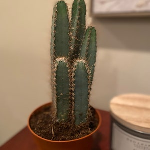 Large Form Curiosity Plant Cactus Cereus Peruvianus Monstrose - Etsy