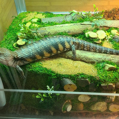 XL Large Reptile Hide/cave - Etsy