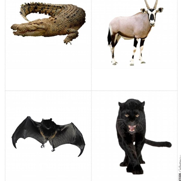 JUNGLE ANIMALS • 22 Editable Montessori Cards • Flash Cards ...