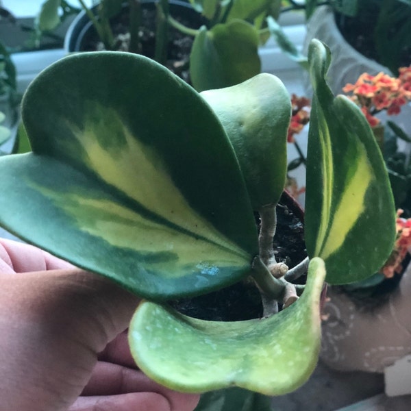 Hoya Kerrii 'picta' the Variegated Sweetheart Hoya, Rooted Plant - Etsy
