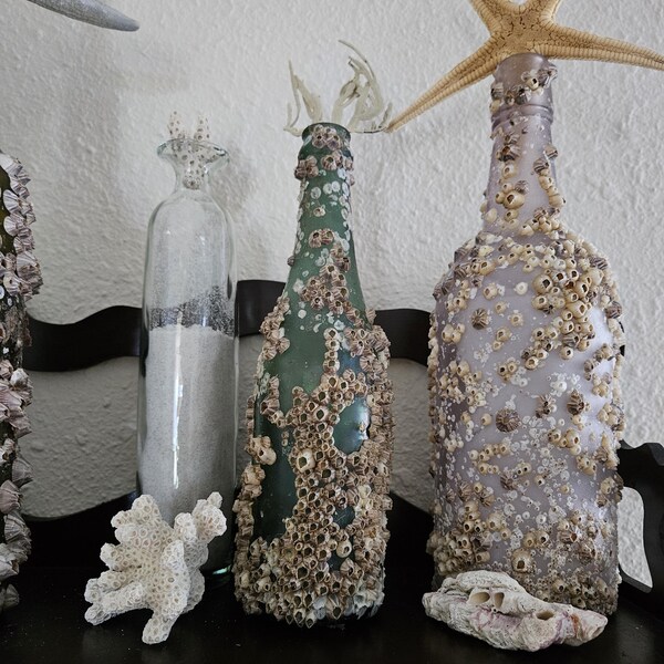 Large Specimen Grade 63.1mm CONUS Regius Royal, Crown Cone SEASHELL JB ...