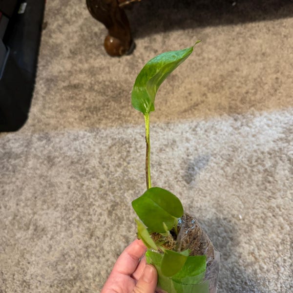RARE “happy Day” - Japanese Pothos From Central Flower Nursery - Etsy