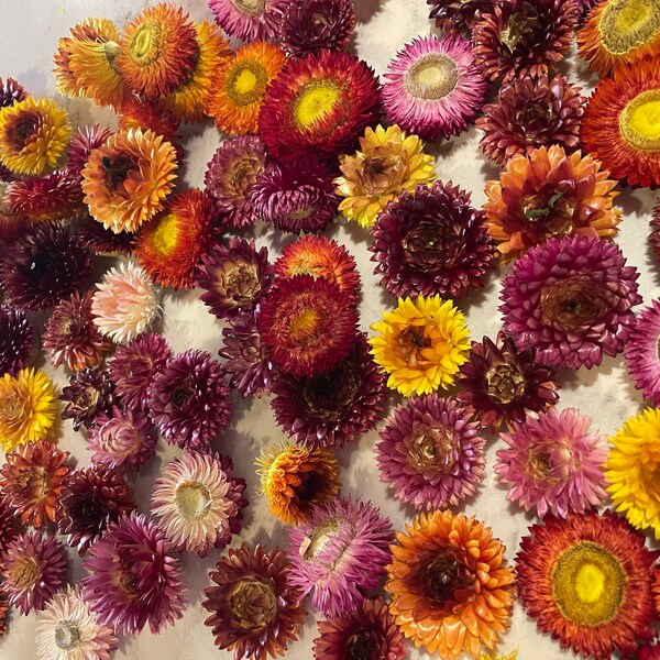 50 Dried Strawflowers Dried Flower DIY Supply Everlasting Flower ...