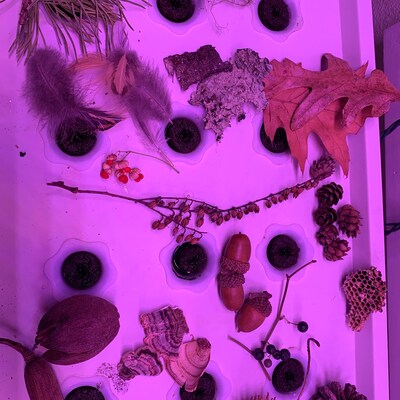 Dried Mix of Forest Findings/forest Floor Foraging Collection/ Dried ...