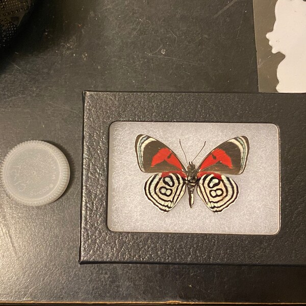 Callicore Kolyma One Real Butterfly Red White Verso Peru - Etsy