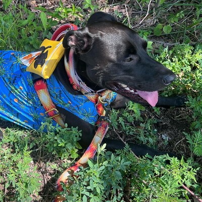 Octopus Memory Game Montessori Matching Games Crochet - Etsy
