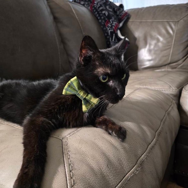 Cat Collar - "the Ringleader" - Cat Collar - Bright Pink Velvet - Etsy