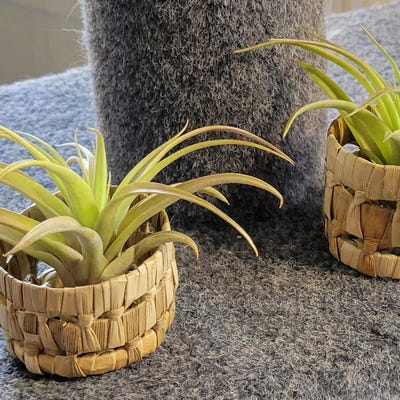 Pandan Pot Air Planter, Mini Planters, Cute Planter, Boho Decor, Air ...