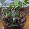 Plant Terrarium Kit Palm 3 Terrarium Plants Closed Terrarium Plants Do ...