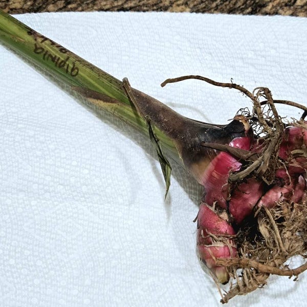 Curcuma ELATA Hidden Lily Ginger Flower Giant Plume Mature Rhizome W ...